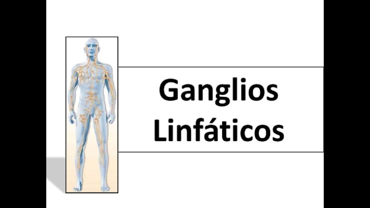 Ganglios linfáticos - Fisioterapia - YouTube