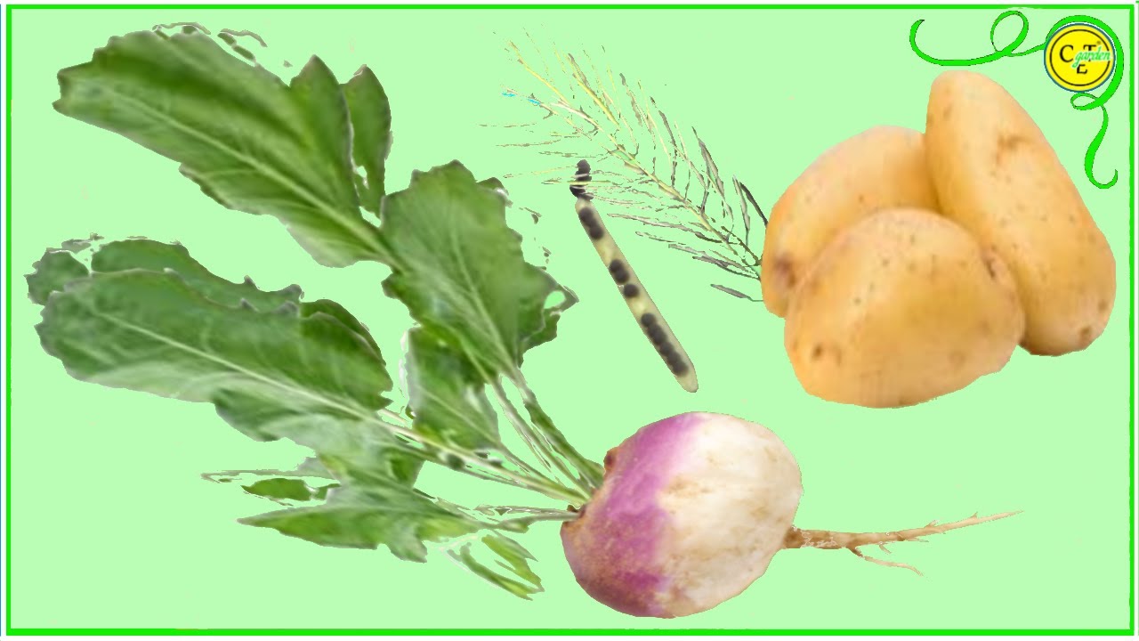 SACAR OBTENER SEMILLAS DE NABO - YouTube