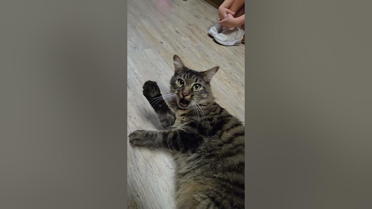 CATS FIRST CATNIP! HILARIOUS! - YouTube