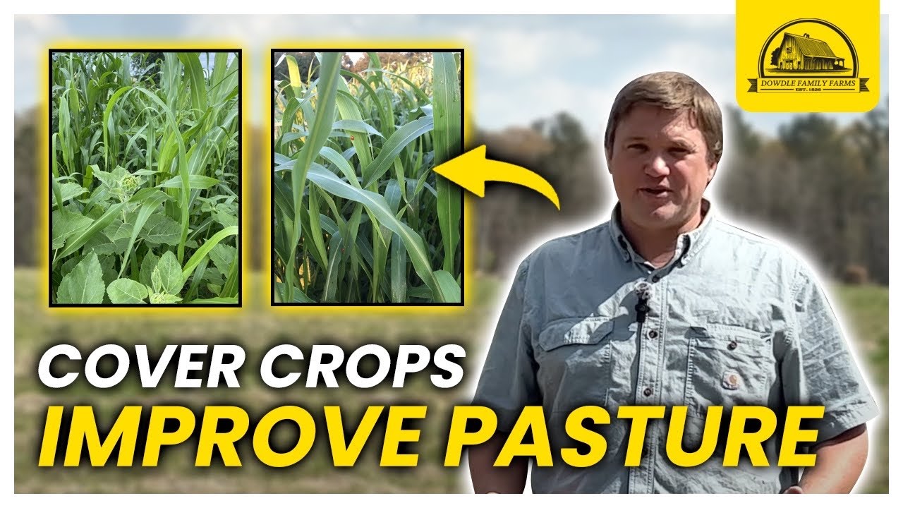 How to Improve Pasture Land: Cover Crops and Regenerative Farming - YouTube