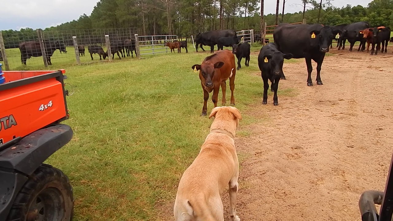 Calf and Dog Love - YouTube