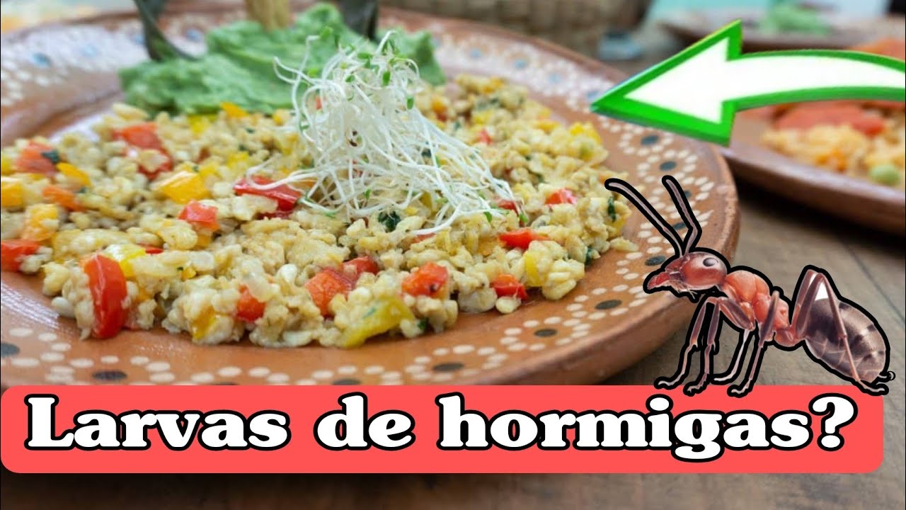 Escamoles: Sabor Único de las Larvas de Hormiga en la gastronomía ...