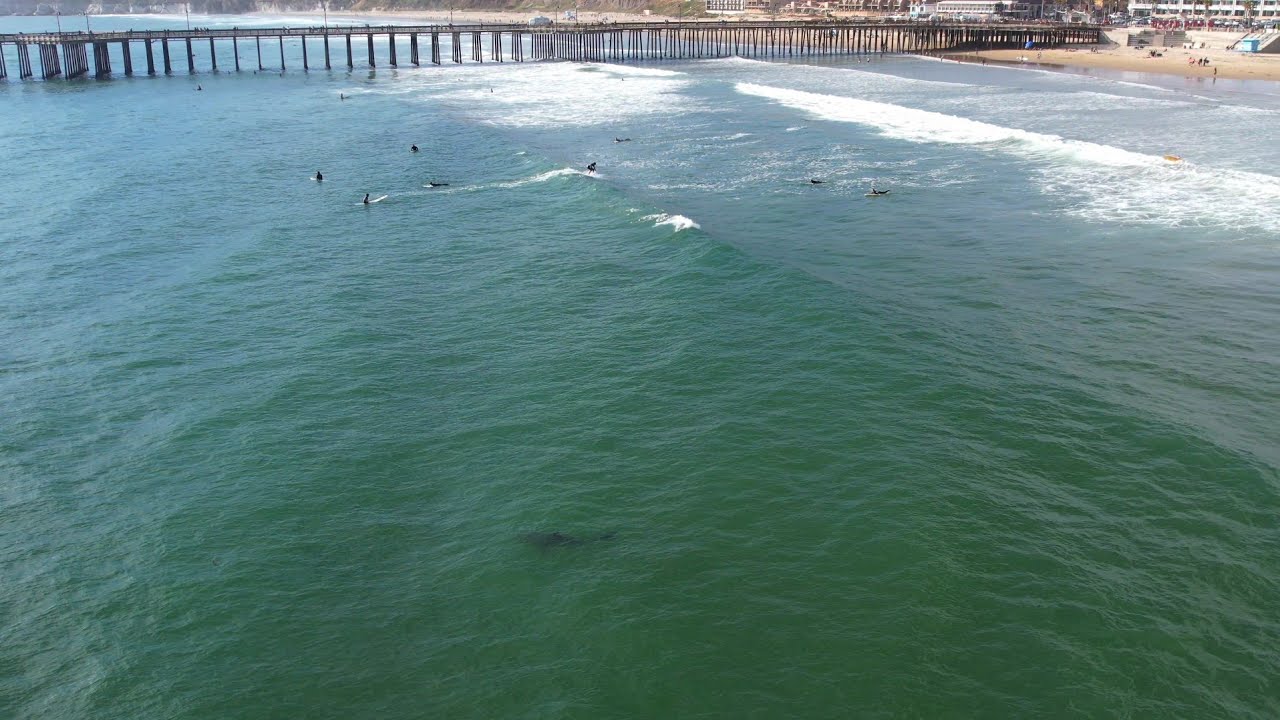 Great White Sharks at Pismo Beach California - YouTube
