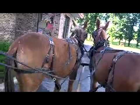 Driving the Mules to Dairy Queen - YouTube