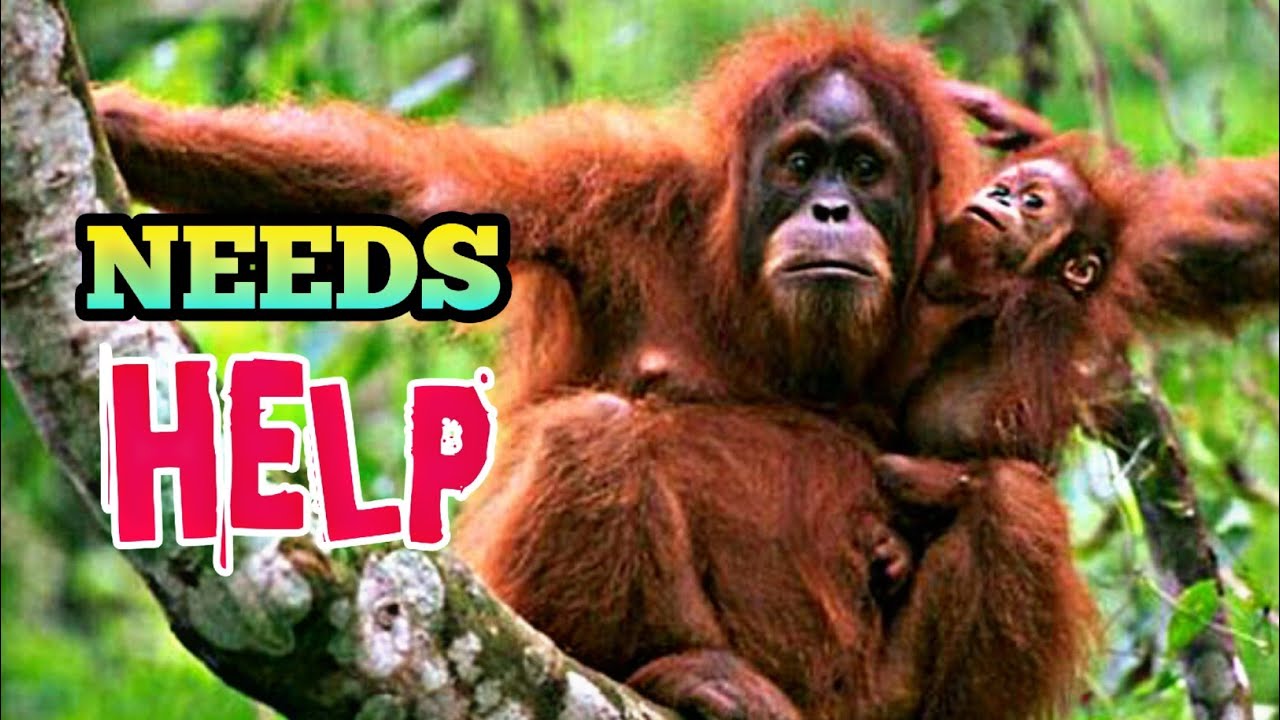 Save the Sumatran Orangutan : The Guardian of the Forest - YouTube
