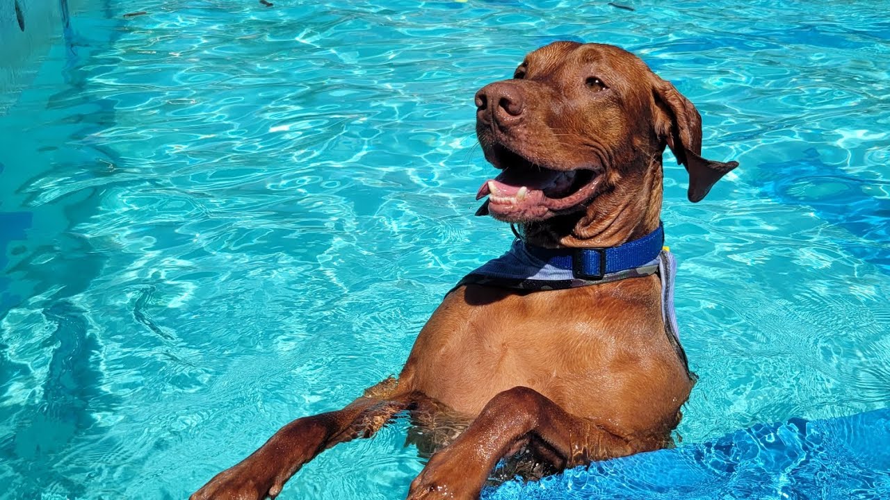 Vizsla, Dalmatians at Dogs In Togs pool party - YouTube