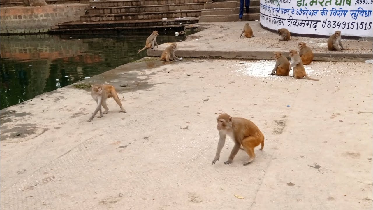 monkey 🙈🙈🙈 - YouTube