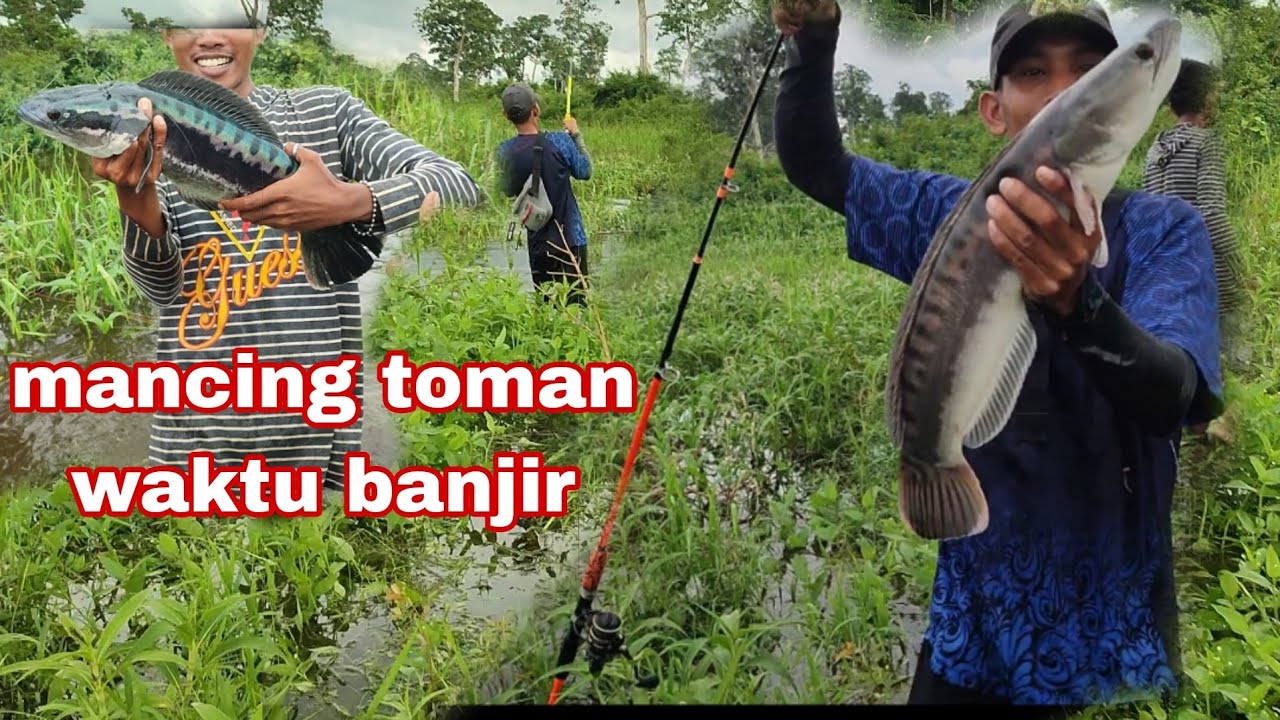 MANCING TOMAN PAS LAGI BANJIR - YouTube