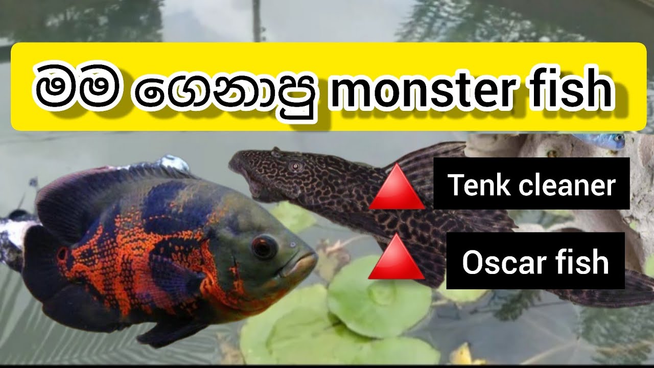 monster pond එකට ගෙනාපු Oscar and tenk cleaner fish .new monster fish ...