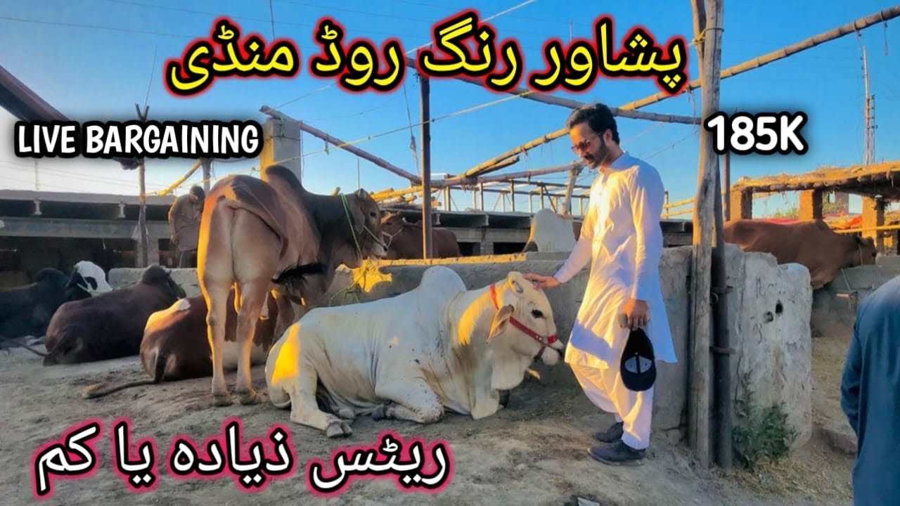 Ring Mandi Peshawar Latest prices and Live Bargaining Bakra mandi ...