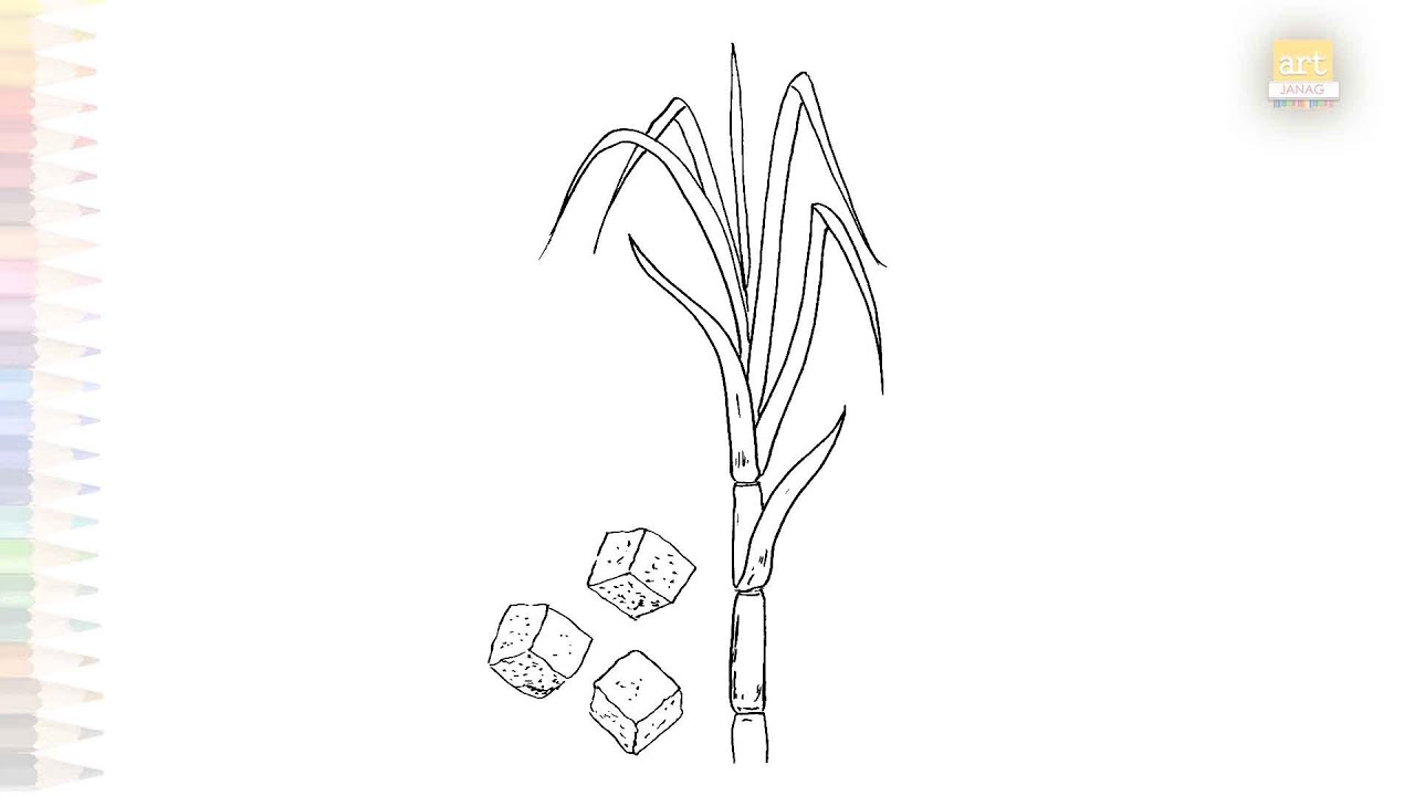 Sugarcane plant drawing easy | Outline sketches | How to draw A Sugarcane step by step | # ...