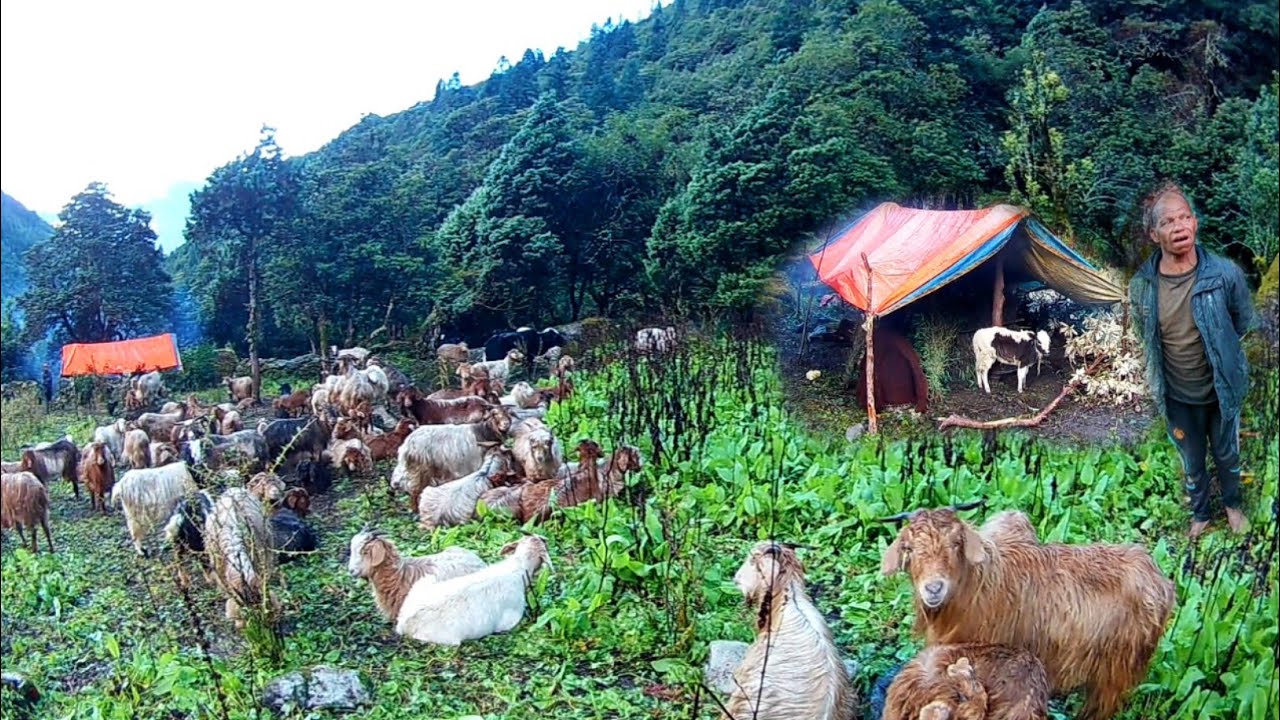 Goat Farm The Rain seasion || Goat Farming Village of Nepal - YouTube