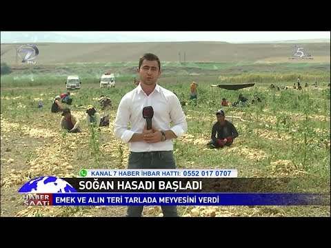 Soğan Hasadı Başladı!