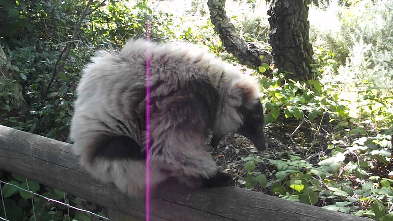 TAME LEMUR AT MONKEY WORLD - YouTube