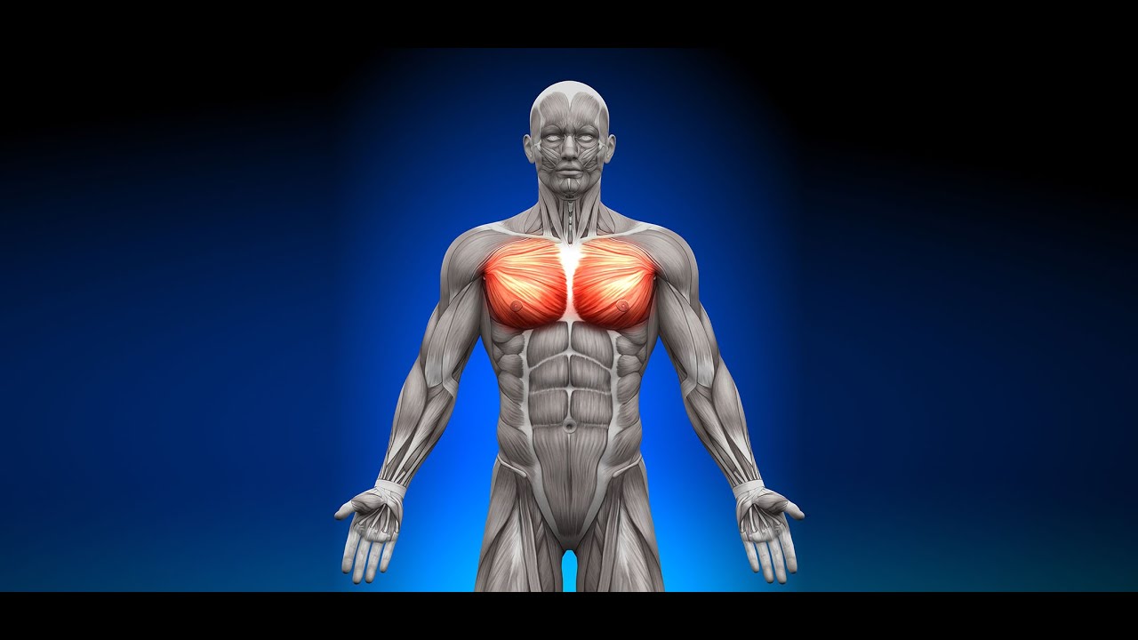Ejercicios De Anatomía De Los Músculos Del Pecho