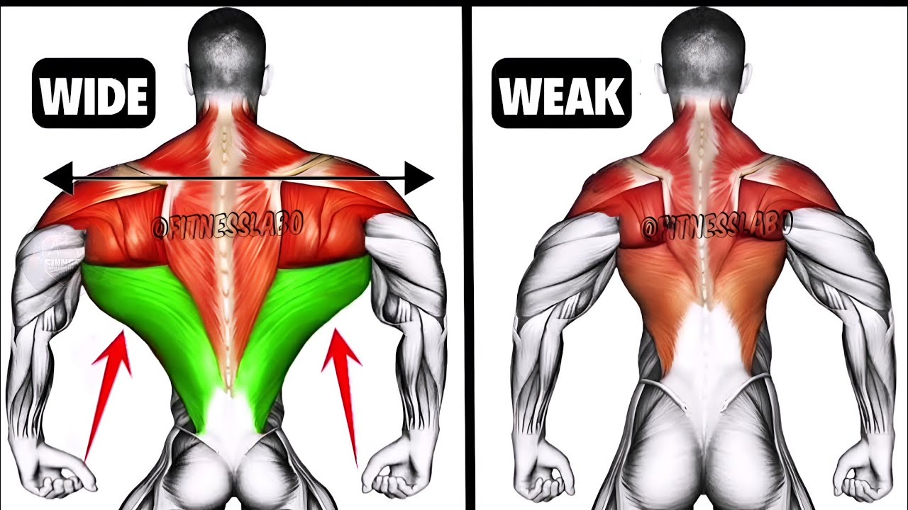 Best Exercise For Wider Back || Wings Workouts || Fitness Labo - YouTube