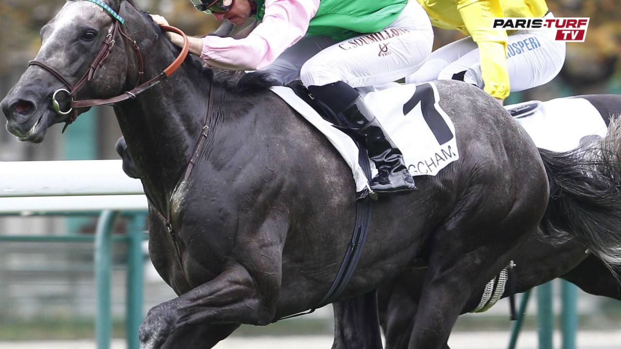 Paris-Turf TV - Goran Radovic : Le Député - YouTube