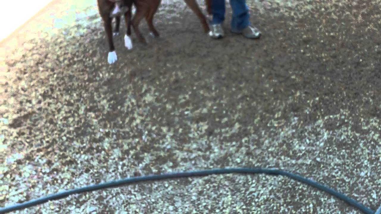 Bailey S, KC, Sparky, Roxy, Mahoney, Sparky, Maxine, Willis - YouTube