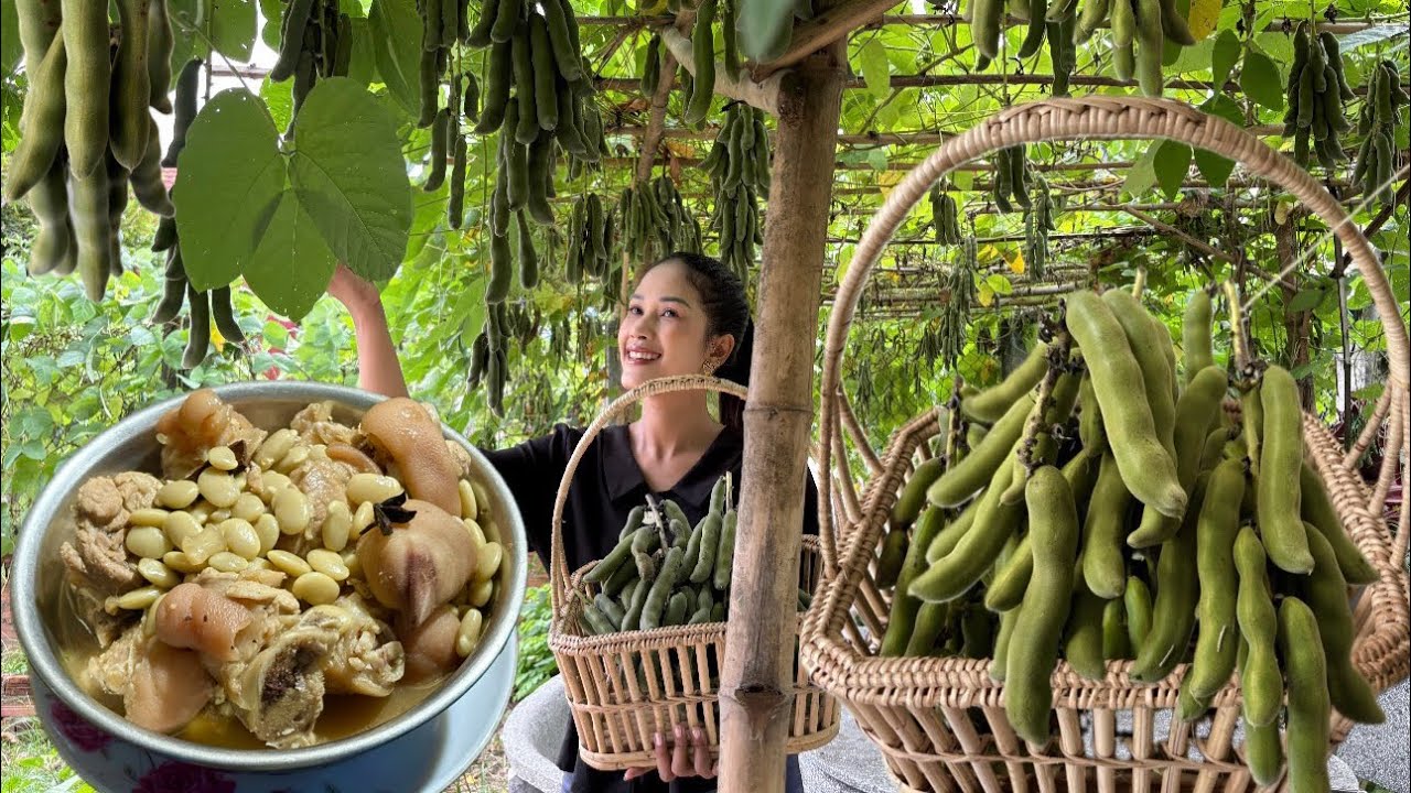 Harvest Organic Soybean To Cook Organic Pork Stew Village Style - YouTube