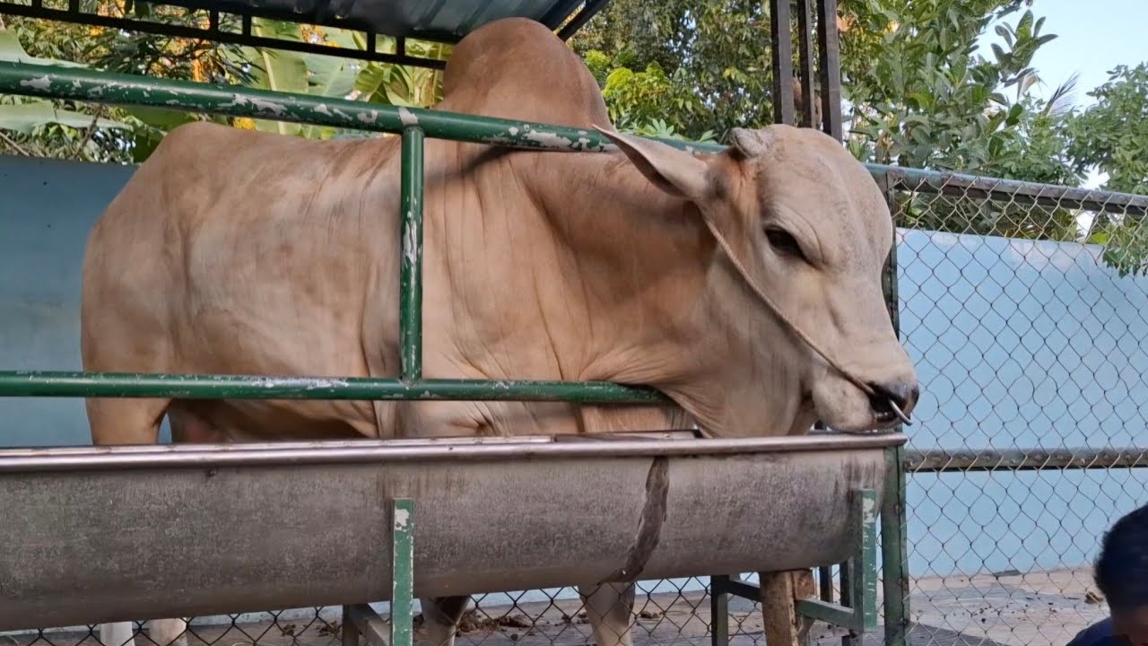 SADEWO Penerus Sapi PO Mbah Gareng Dan Triton‼️🔥🔥🔥 - YouTube