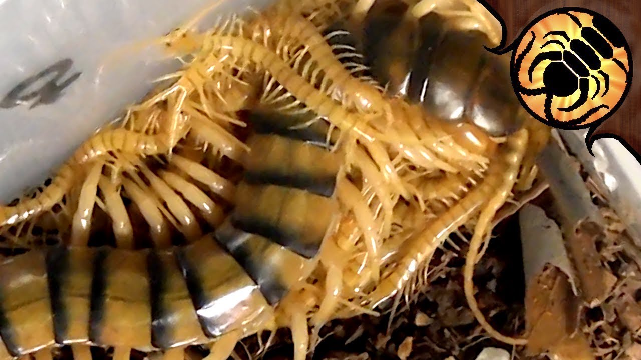 MORE Centipede Babies! - YouTube