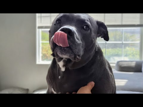 Talking Pitbull Gets So Mad When He Gets Shushed 😳
