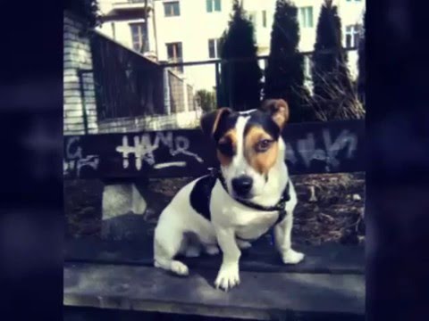 Jack rasl teriér - YouTube