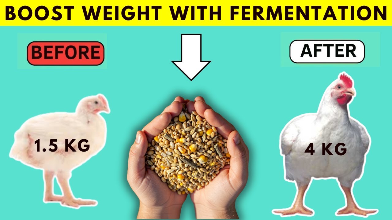 Boost Broiler Growth & Egg Production FAST with Fermented Feed | Proven ...