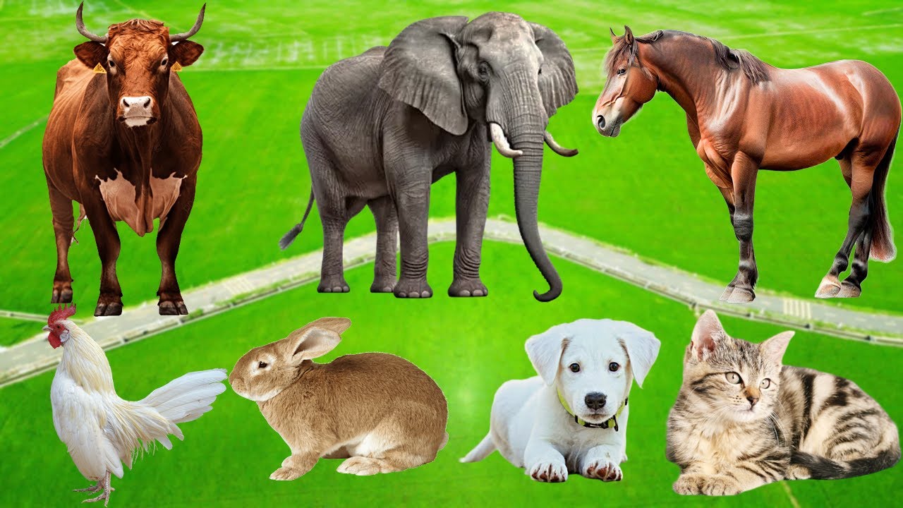 Soothing Animal Sounds: Cow, Elephant, Horse, Chicken, Rabbit, Dog, Cat ...