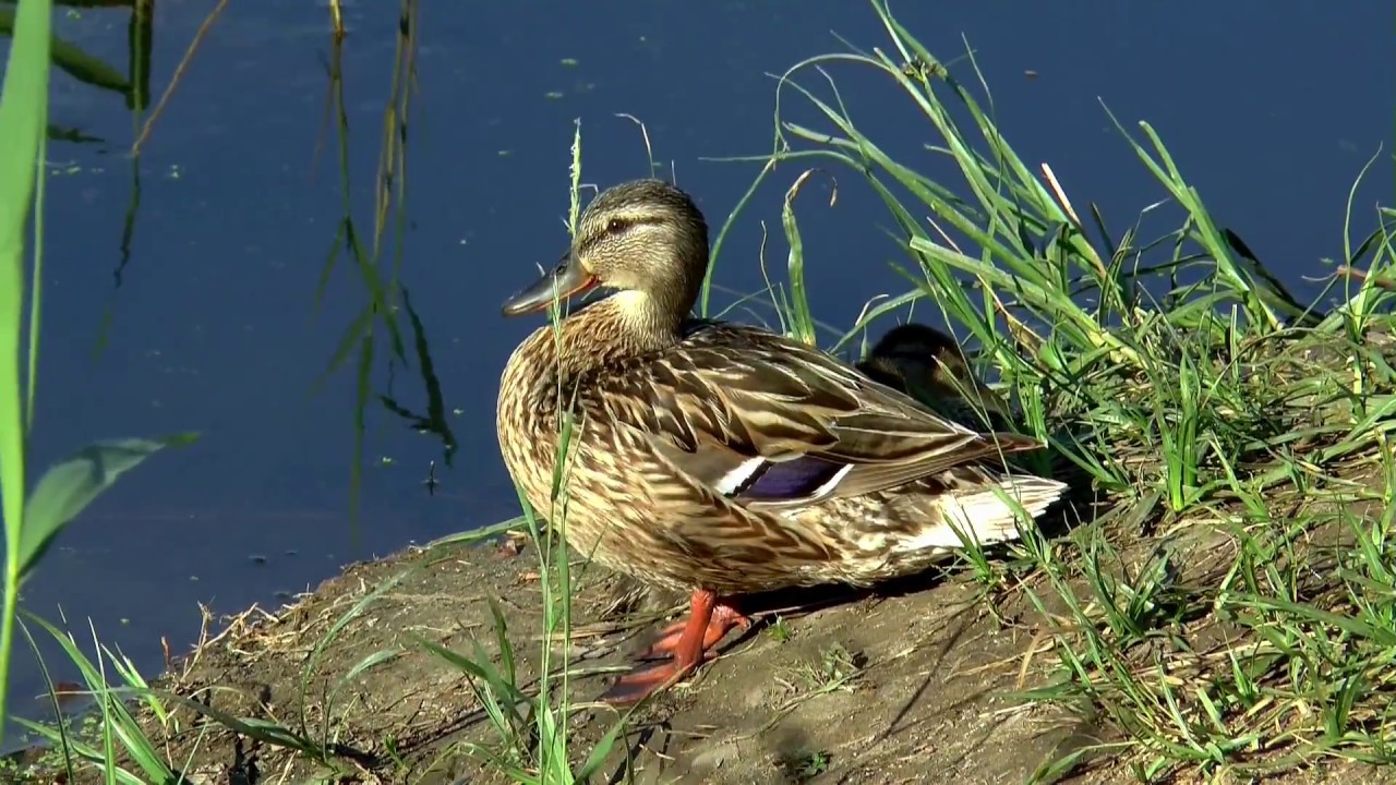 Lake Ducks || No copyright video - YouTube