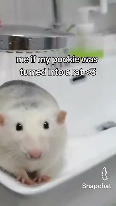 Me Af If My Pookie Turned Into A Rat Youtube