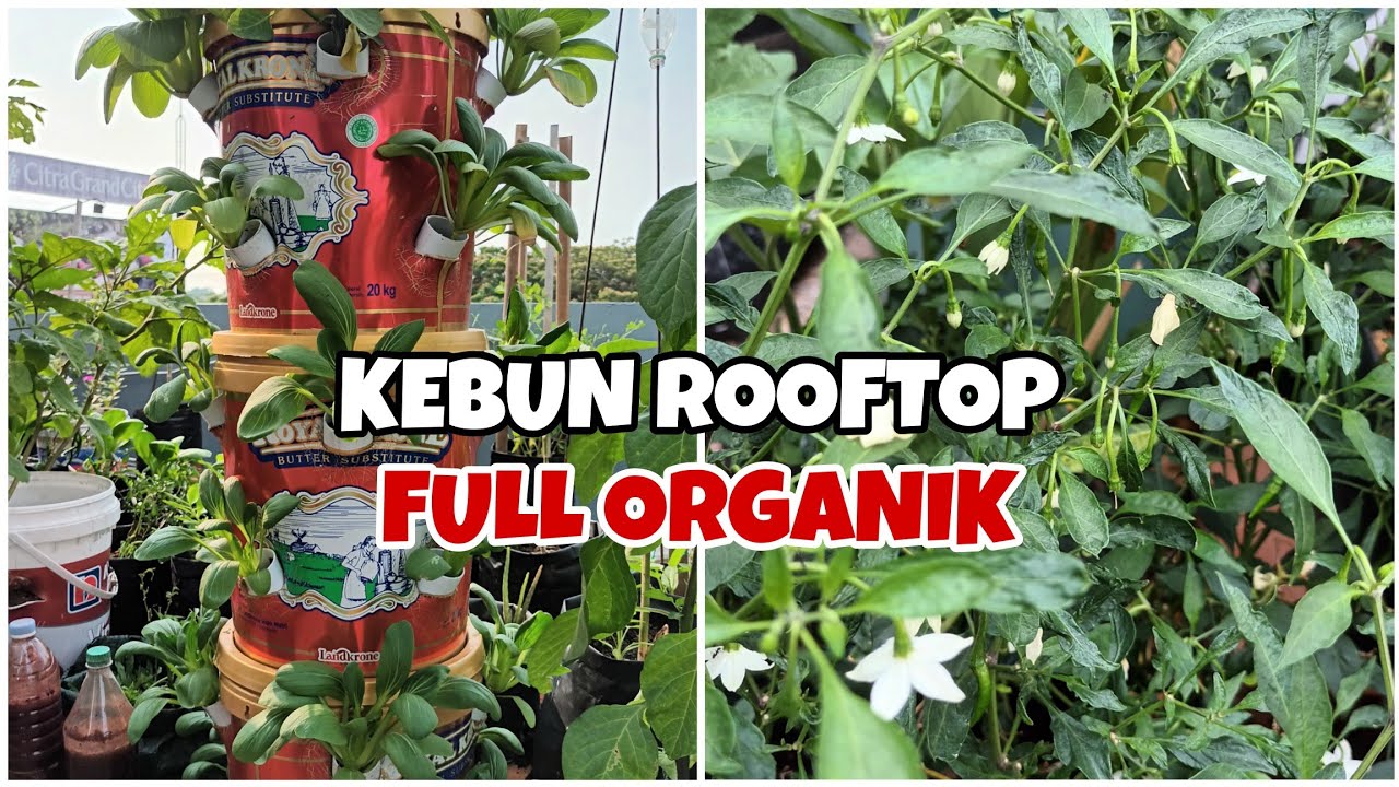 KEBUN ROOFTOP FULL ORGANIK - YouTube