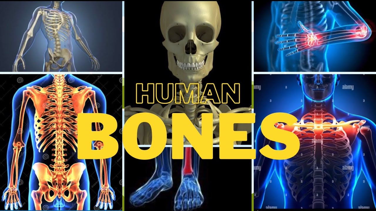 "How to Take Care of Our Bone Health | What is Bone? - YouTube