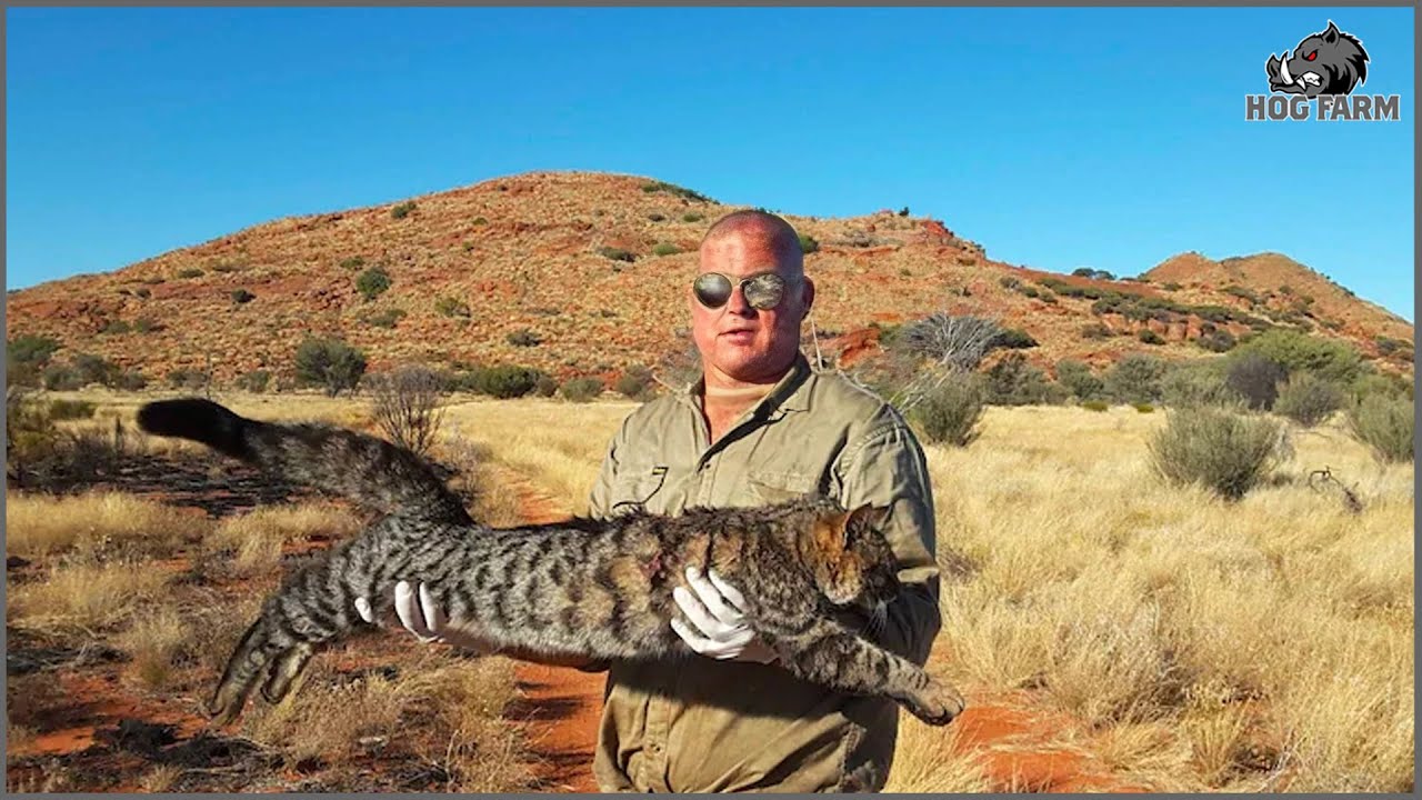 How Australian Hunters and Farmers War on Feral Cats with Traps and ...