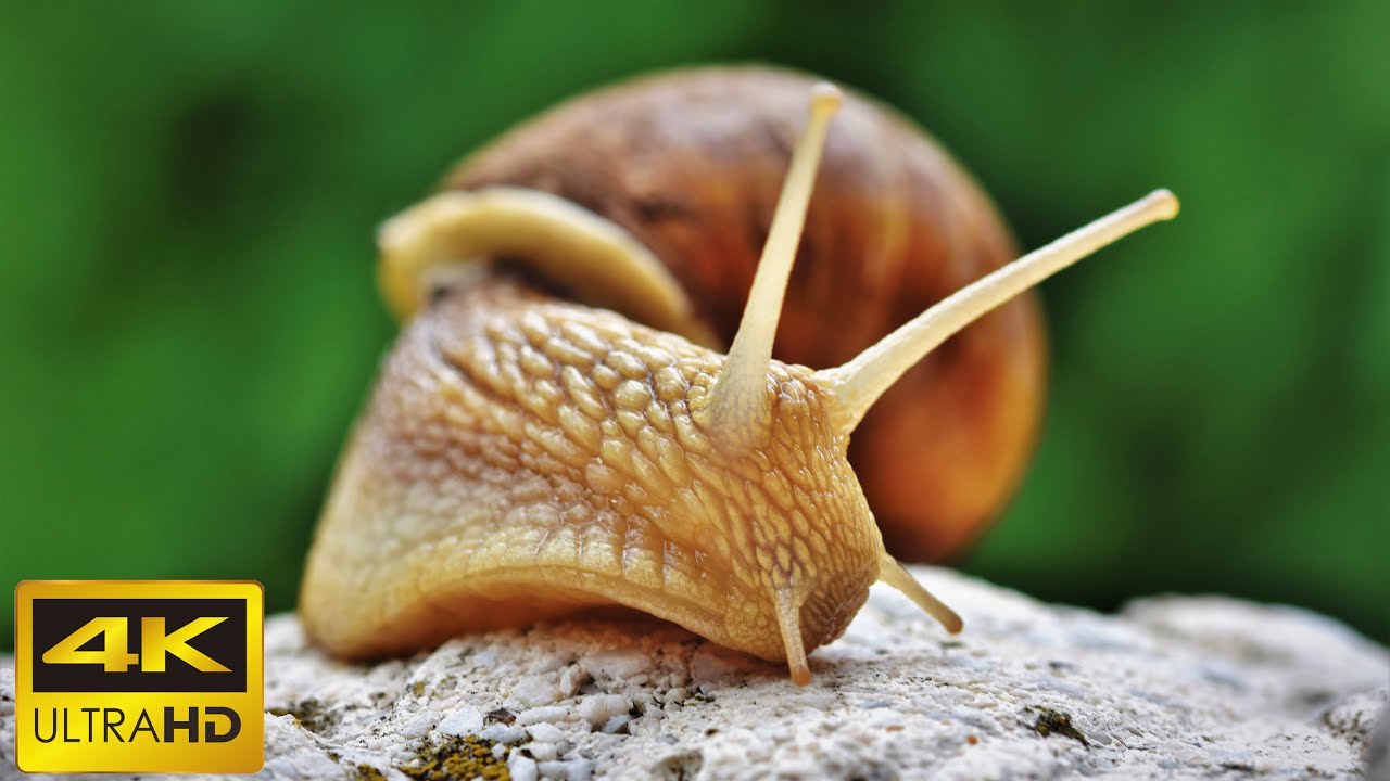 4K Snail - Free Stock Footage | Royalty Free Video | No Copyright Video ...