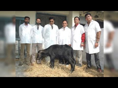 Cloned Buffalo Calf 'Tejas' (E) - YouTube