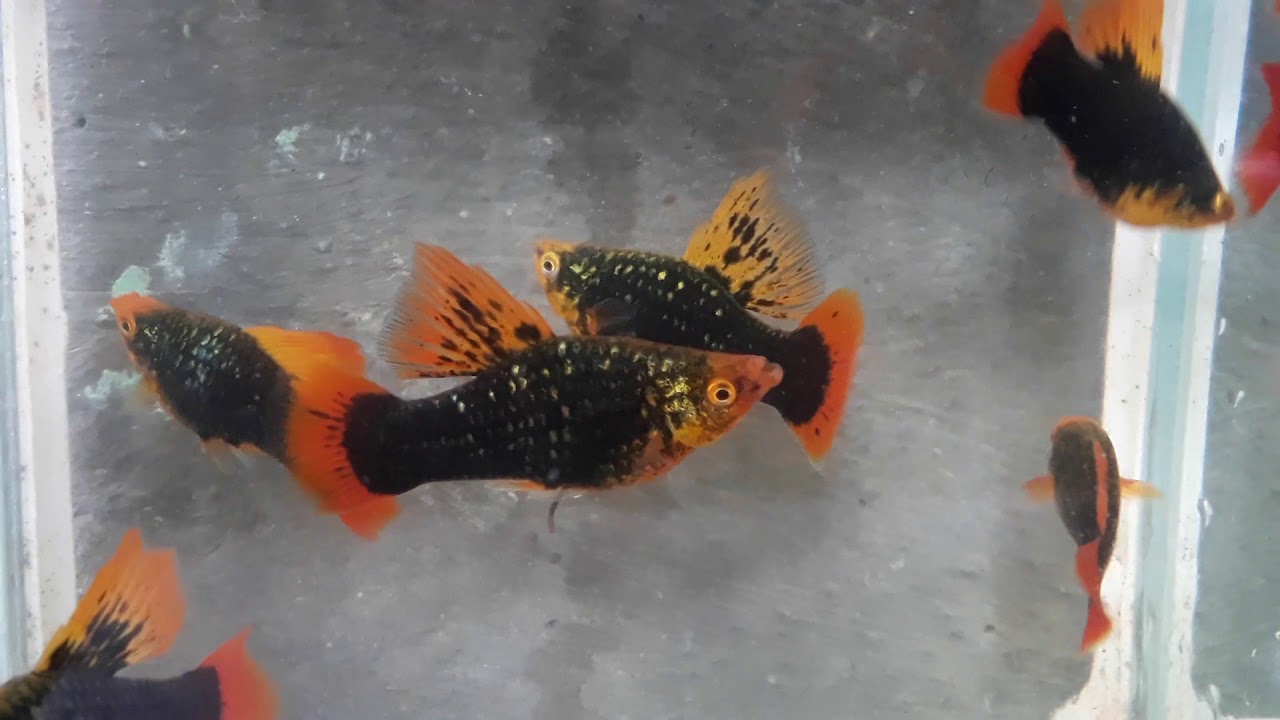 Hi dorsal redtail tuxedo variatus - YouTube