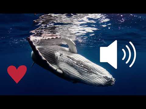 Blue whale heart beat sound effect SFX (HD)
