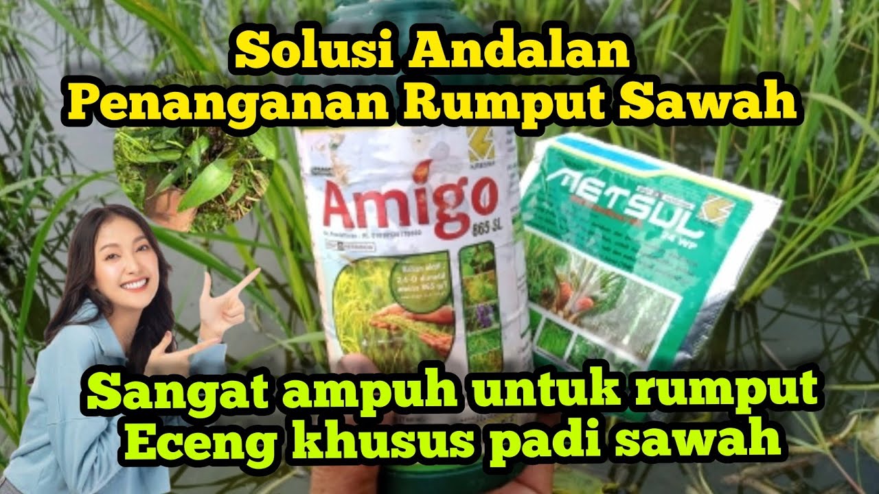 Kalau rumput eceng membandel, ini solusinya,! Khusus petani padi sawah ...