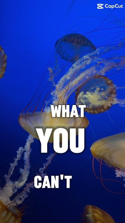 Don’t Let Anyone Or Anything Steal Your Peace ️ #positivityjourney # ...