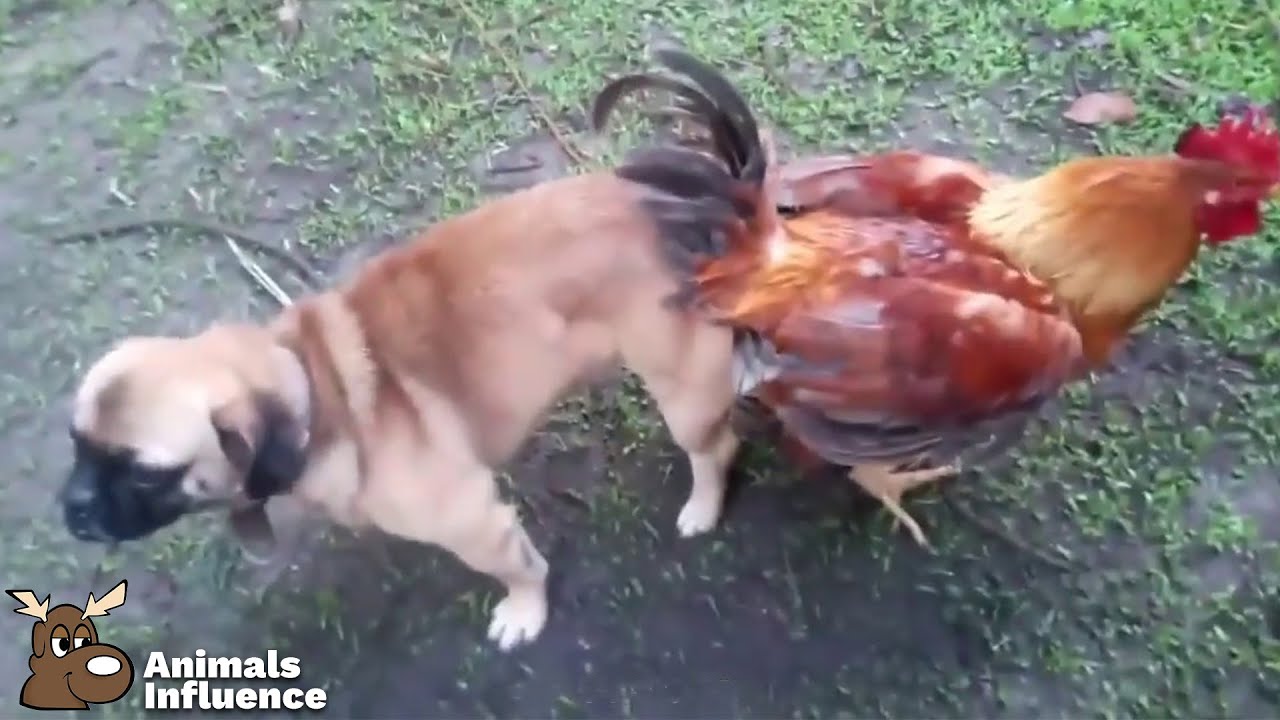 Most Viral Animals of Animals Influence! - YouTube