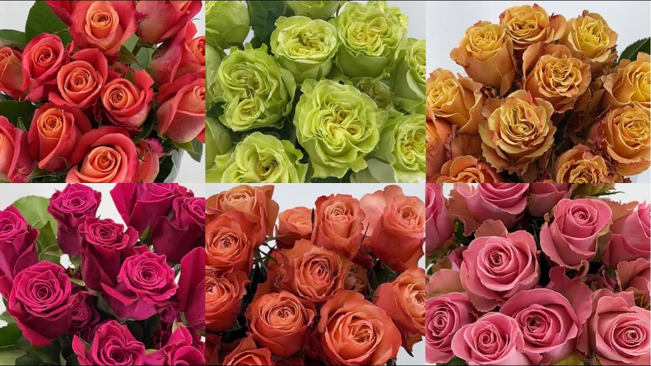 Top 10 + 1 Most Amazing Roses From Ecuador - YouTube