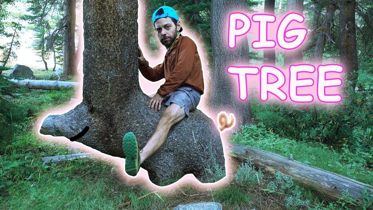 Pig Tree - JMT Day 11 - YouTube