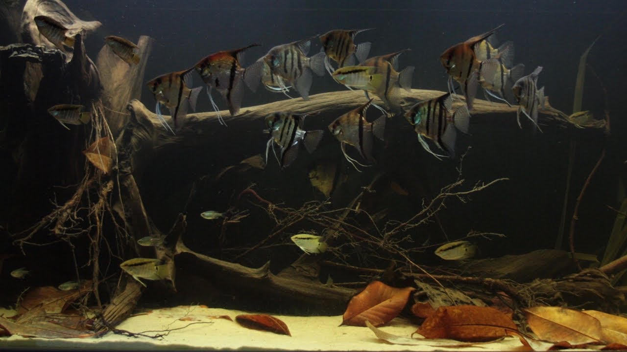 #BADC2018 / The mouth of the Orinoco River, 620 L - YouTube