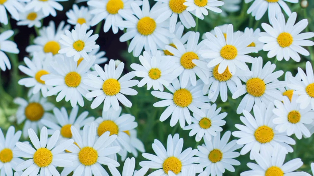 Poem 5 Daisies - YouTube