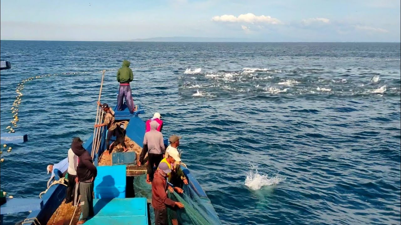 Jaring lingkar, Luar biasa gak di sangka dapat banyak ikan cakalang ...