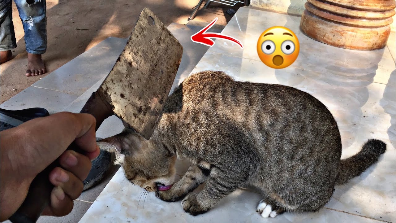 What a pity for the cat it cat poor cat very cute animal - YouTube