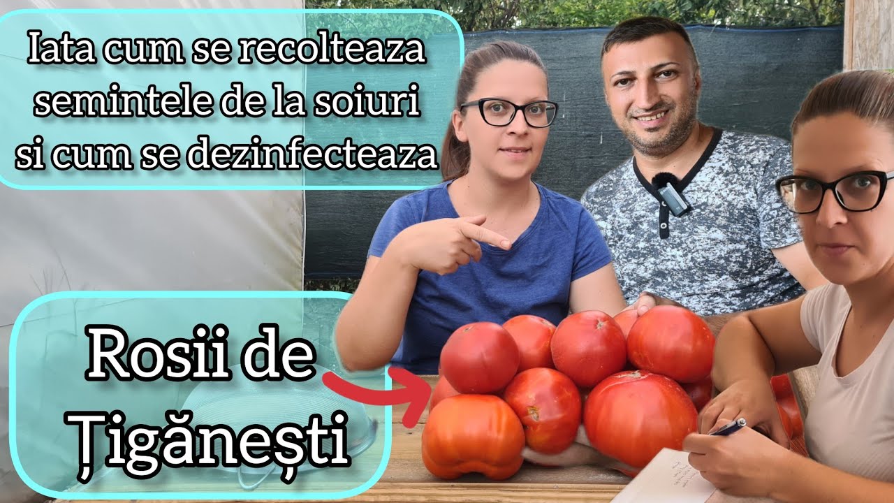 Fermentarea semintelor de rosii pentru pastrare si dezinfectarea ...