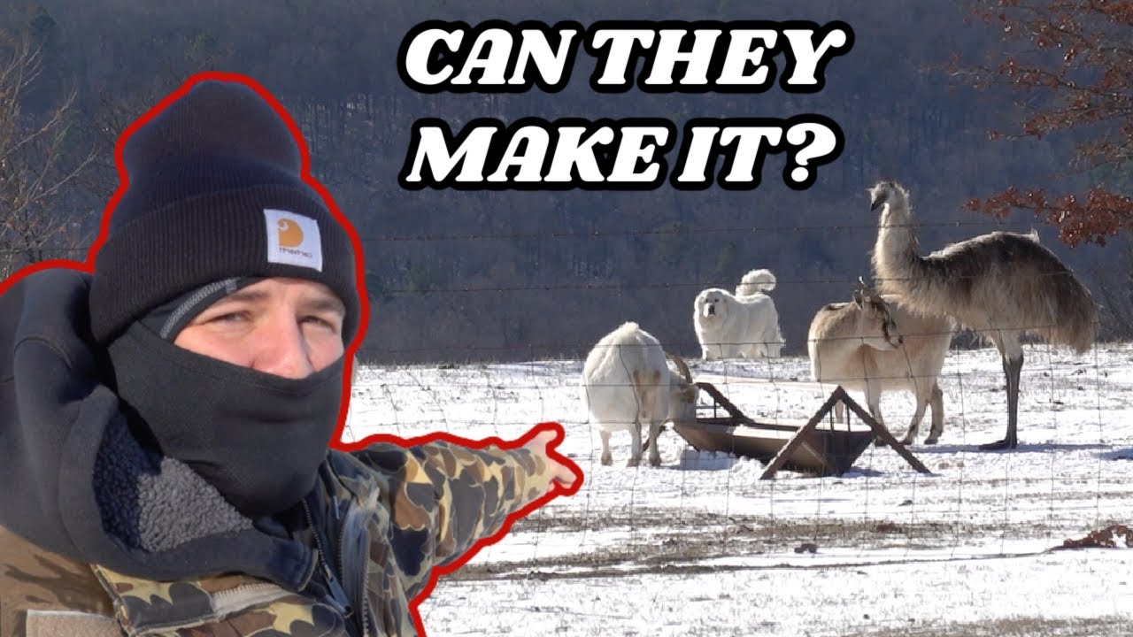 EMU'S FIRST ARCTIC BLAST, WE'RE DOING ALL WE CAN DO! - YouTube