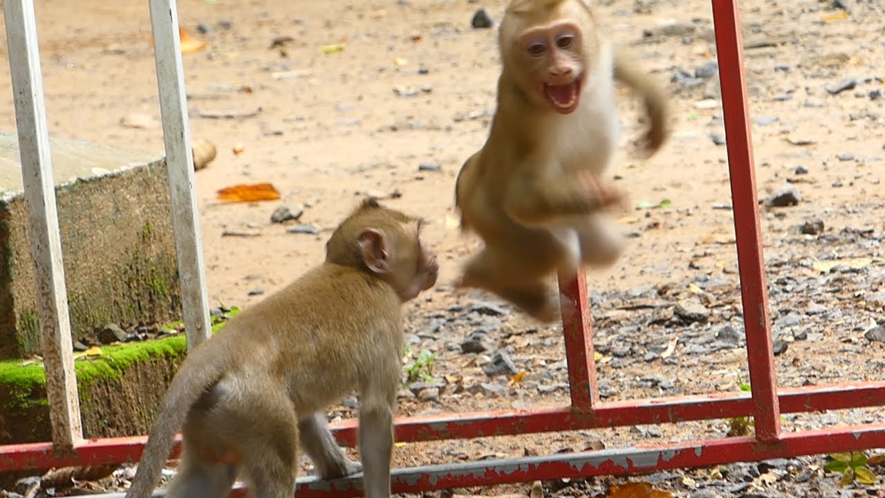 Lin Benjo extrmely sca-re other one while walking to mama, Benjo scream ...